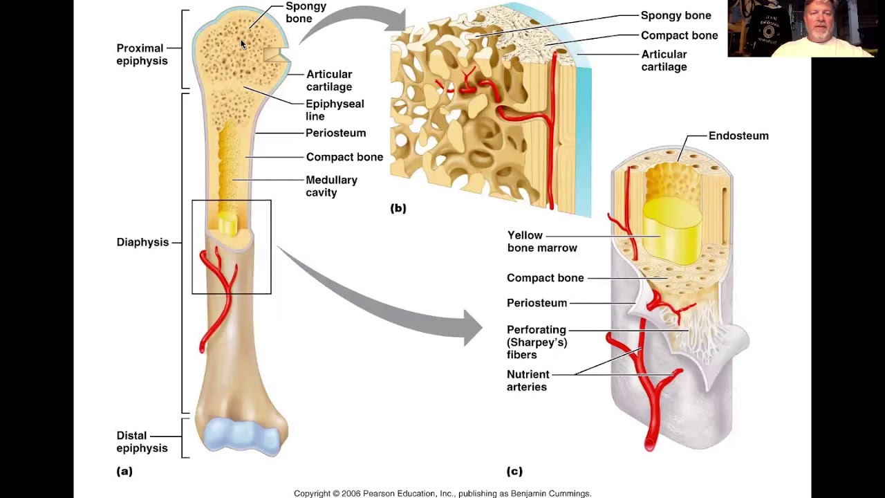 Bone Tissue 1 YouTube bone-tissue-1-youtube