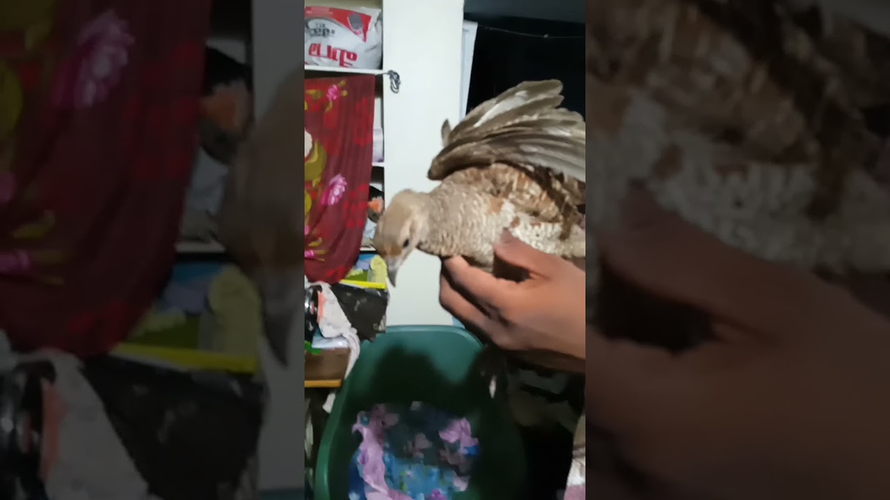 kamzu pitta - YouTube