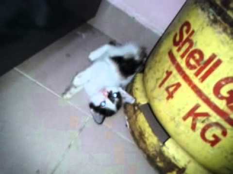 Kucing yg didera mentalnya! - YouTube