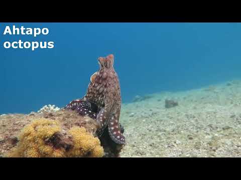 Omurgasız hayvanlar. invertebrates