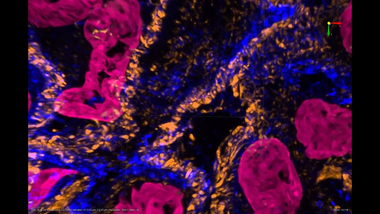 Expansion microscopy – sciencesprings