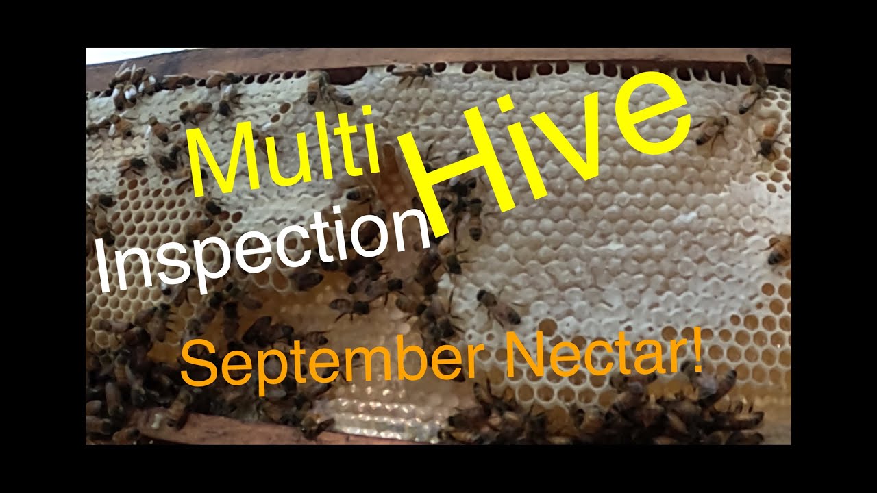 Beekeeping: September Hive Inspections - YouTube
