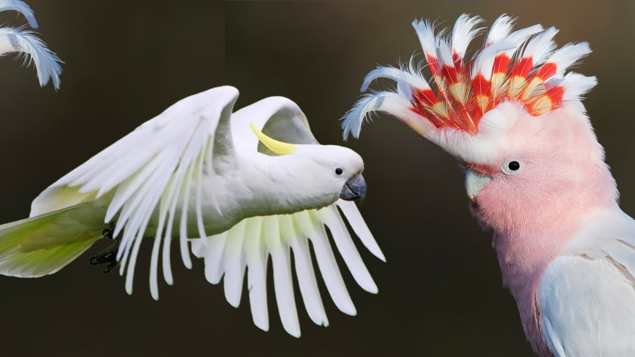 ENJOY ! THE BEAUTY OF COCKATOO BIRD - YouTube