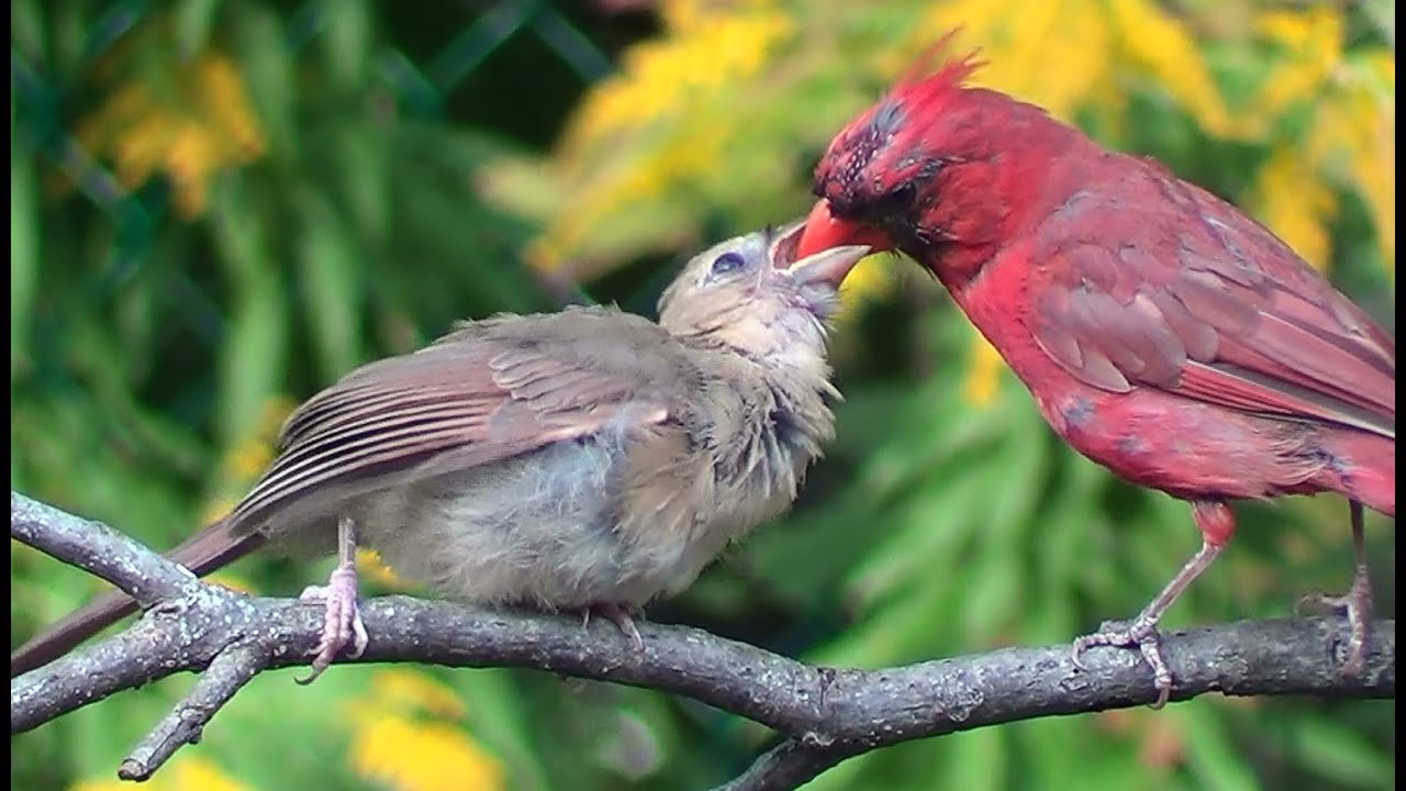 CARDINALS ~ Father/Daughter Feeding - YouTube