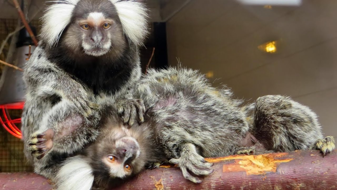 🔴 Sagui avisando que tem comida chamando o bando - YouTube
