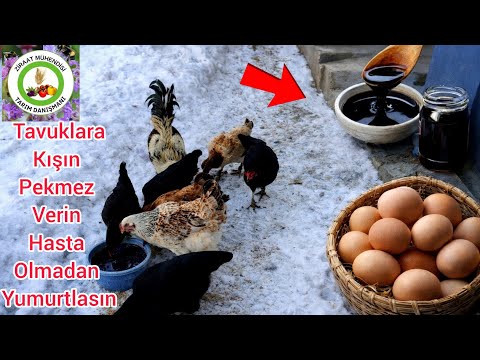 Tavukları Coşturacak Hergün Yumurta Yapacak🐣Tavuklara Kışın Pekmez Verin Hasta Olmadan Yumurtlasın🐔