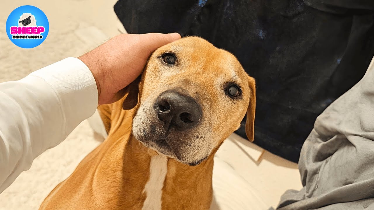 Scooby the Dog Never Made a Sound for 2 Years After Dogfighting Rescue ...