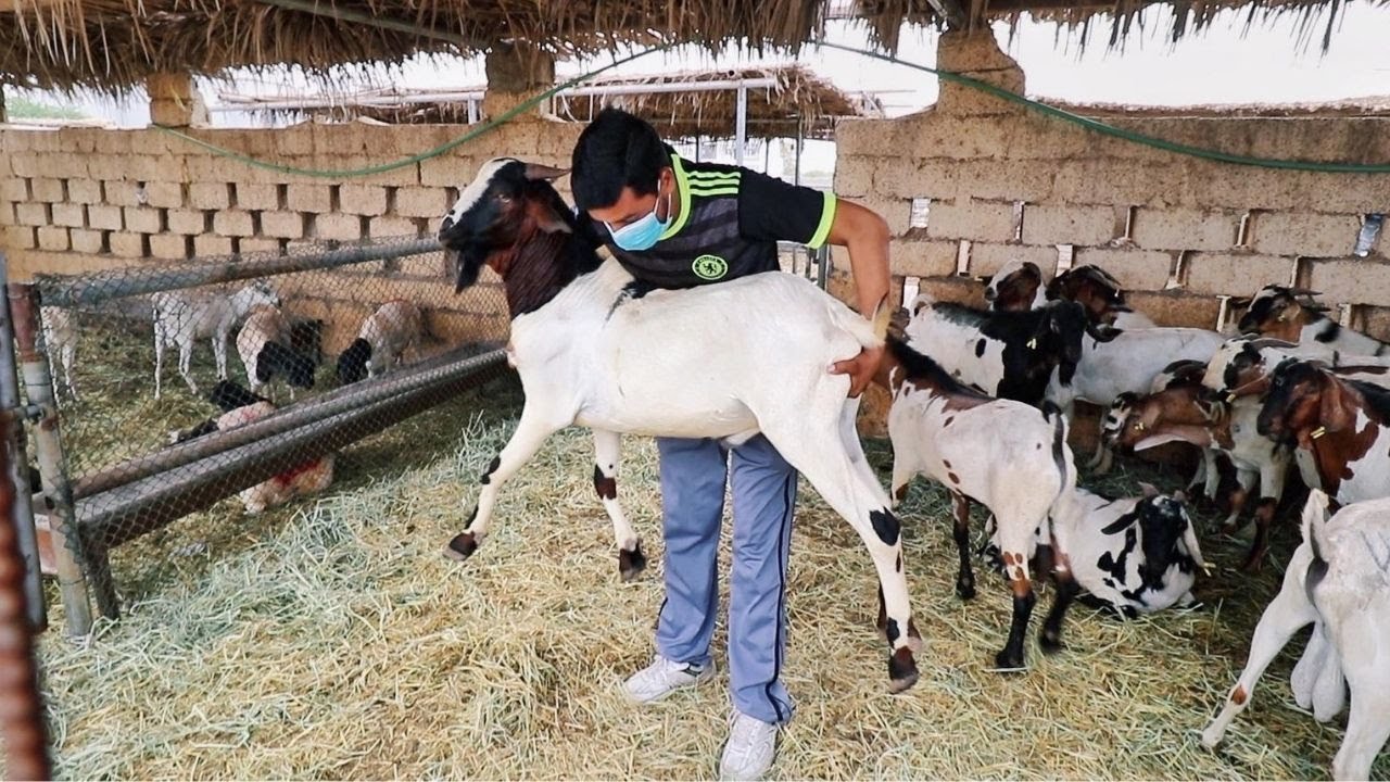 2 BAKRAY | HOW TO CHECK BAKRA BEFORE BUYING - YouTube