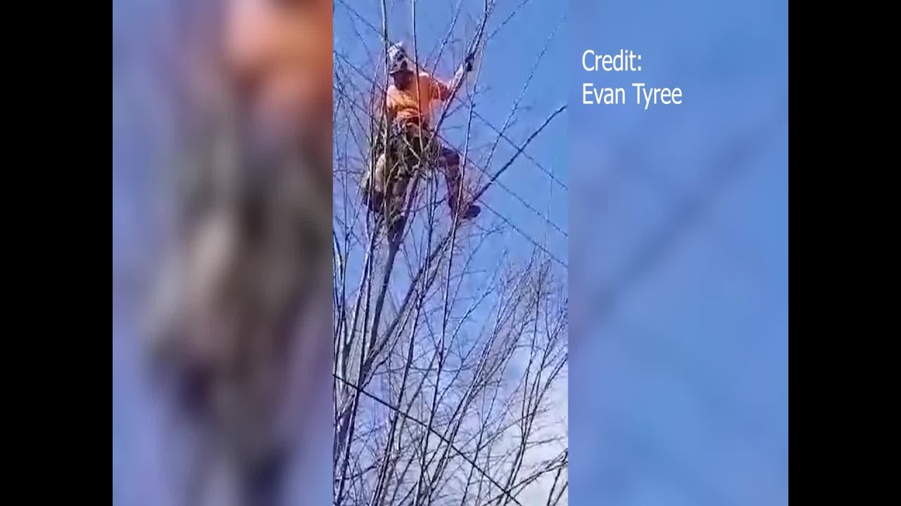 VIDEO: Cat rescued from large tree in Washington Court House - YouTube