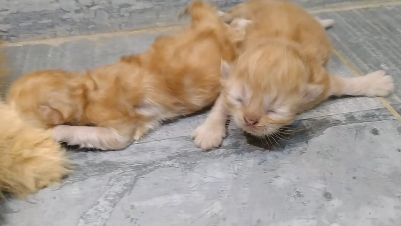 Love 4 Pets is live! - YouTube