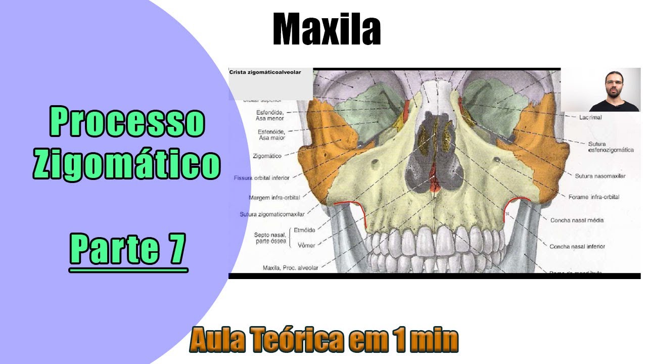 Maxila e o Processo Zigomático - Aula 7 Teórica - Anatomia - Anatomia ...