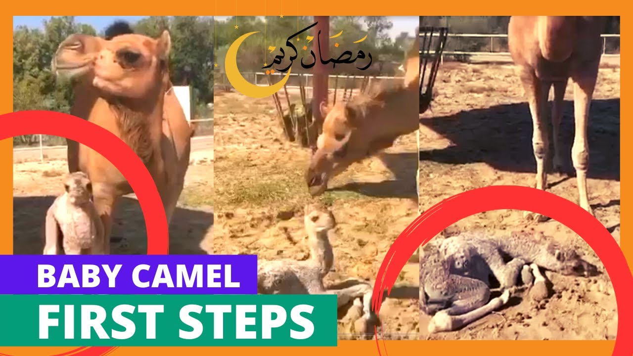 ولادة الناقة / اول يوم للمولود القعود ( سبحان الله) / Baby Camel First Steps - YouTube