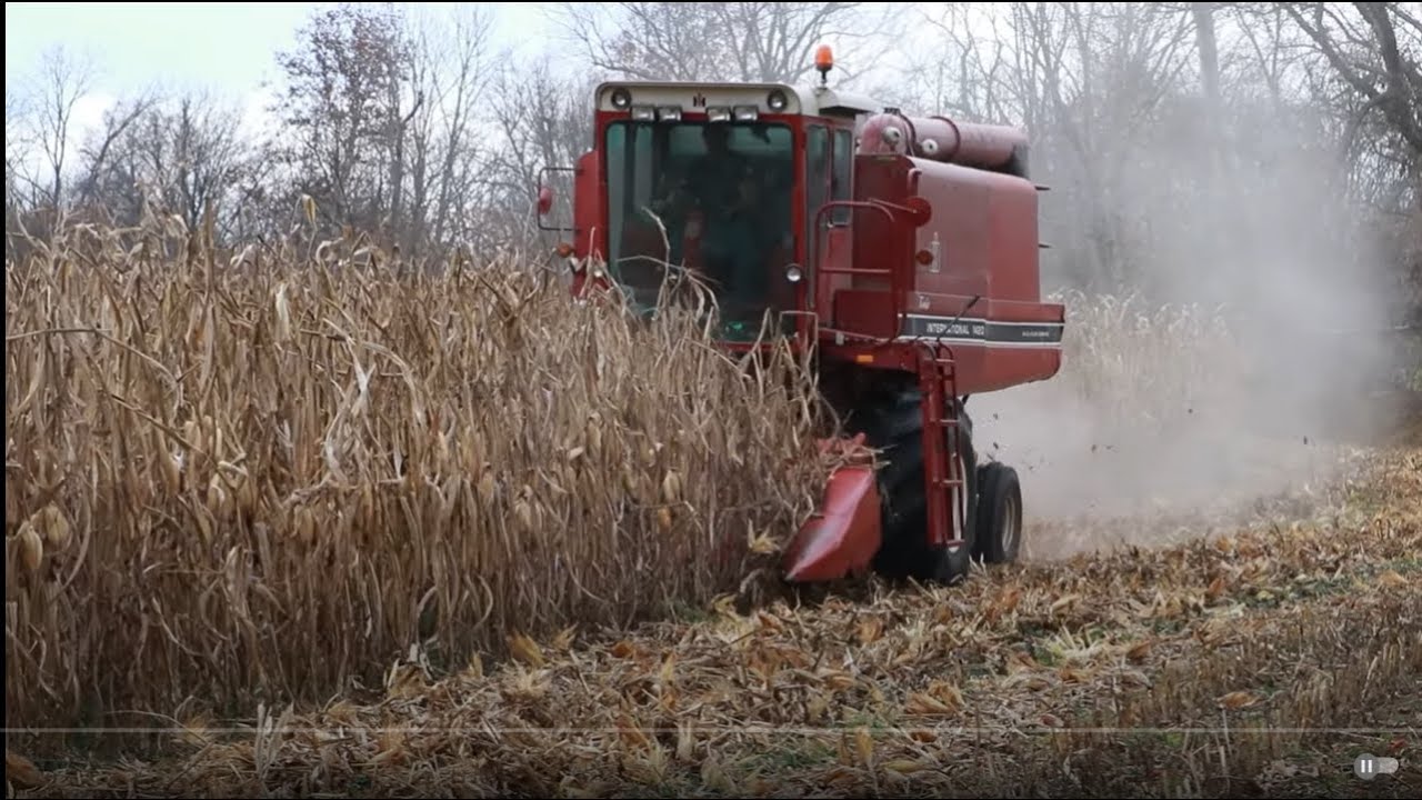 Fall Corn Harvest - YouTube