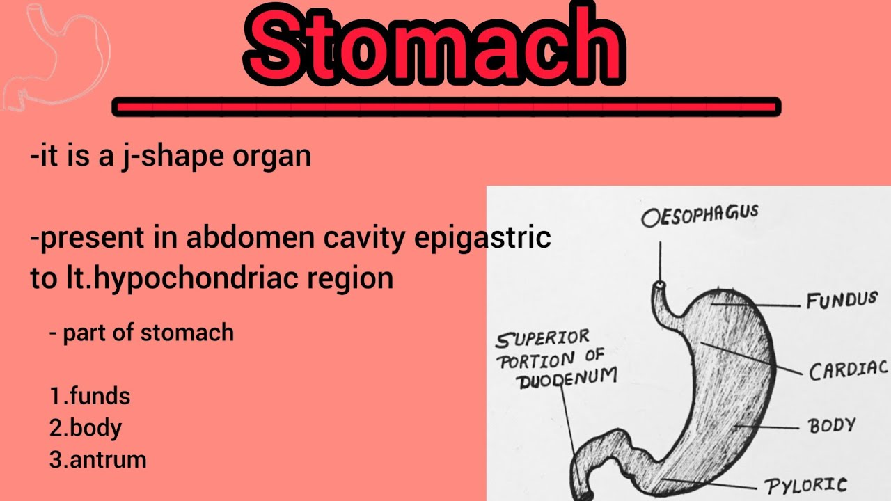 stomach (आमाशय) in Hindi Notes || anatomy and physiology - YouTube