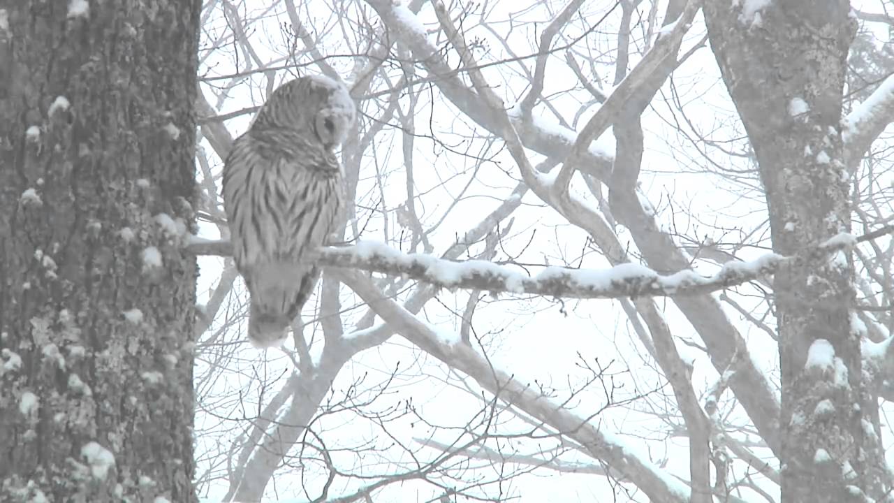 Owl watching - YouTube