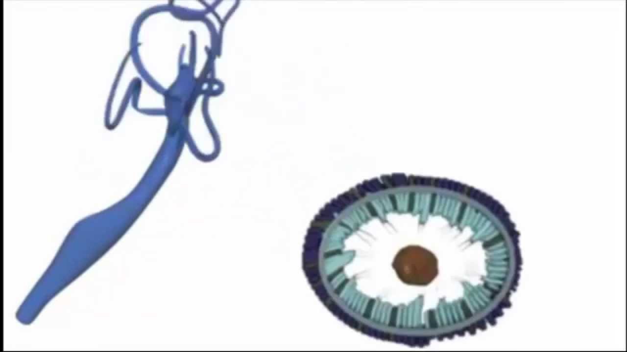 Process Of Animal Nutrition - YouTube