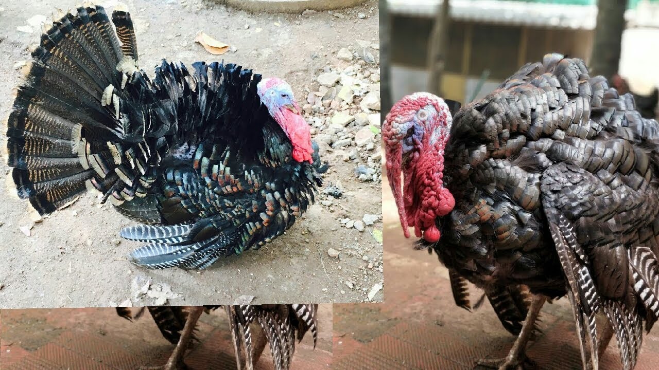 Turkey in Farm house kids video - YouTube