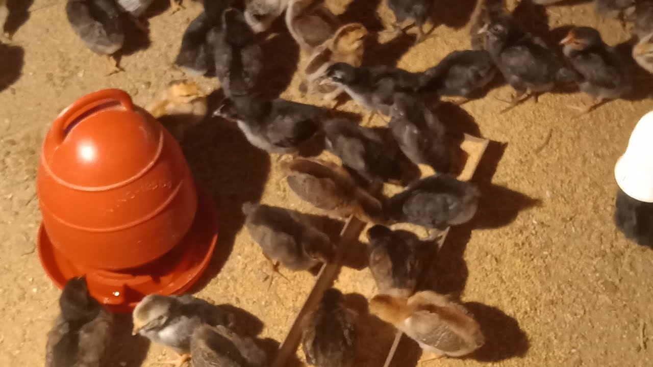 Abul farming আবুল ফার্মিং is live! - YouTube