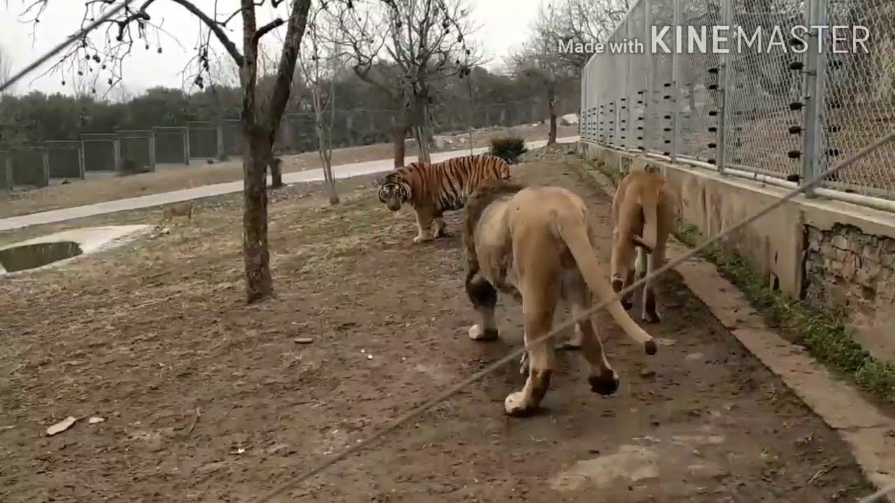 Lion VS Tiger Xi'an China (Lion makes the tiger to submit) - YouTube