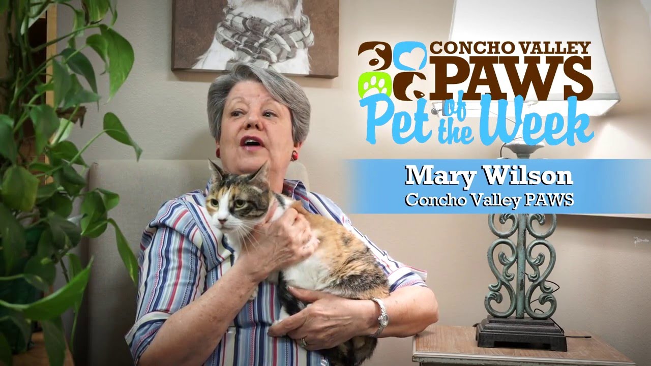 Casey - PAWS Pet of the Week - YouTube