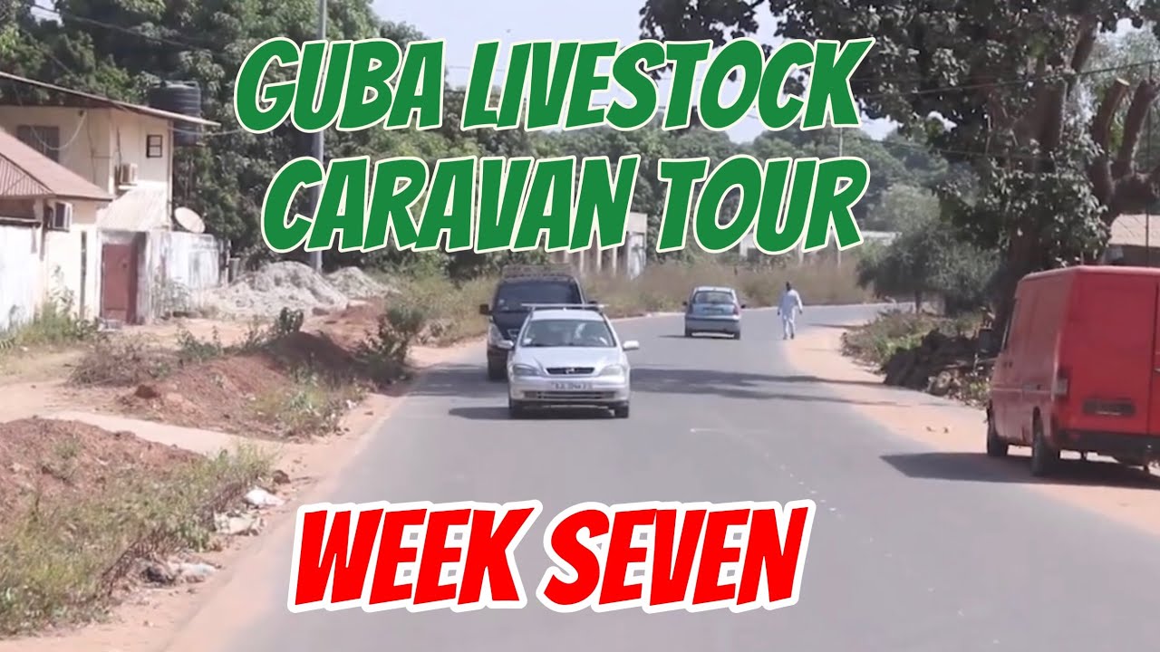 GUBA LIVESTOCK CARAVAN TOUR WEEK SEVEN - YouTube