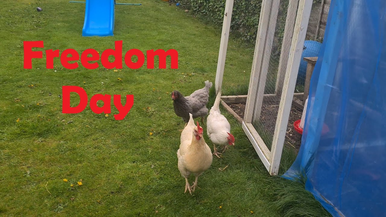 Chicken Freedom Day - YouTube