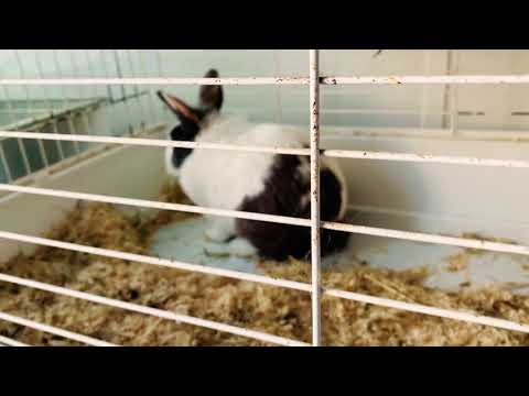 Unbelievably Cute Bunnies 🐰 at The Reef Pet Shop 💕 | Gibraltar's Cuddle ...