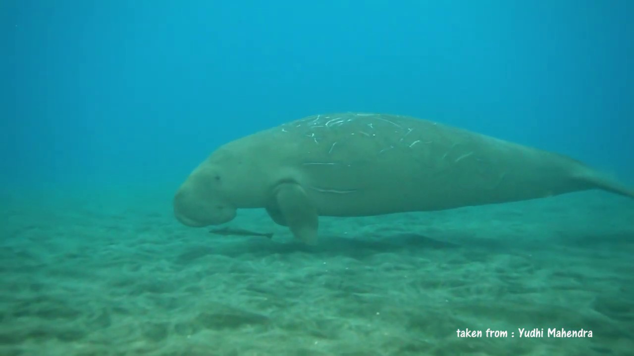 SANGIHE ISLAND (Journey Sangihe) - Lestari Nusa Utara - YouTube