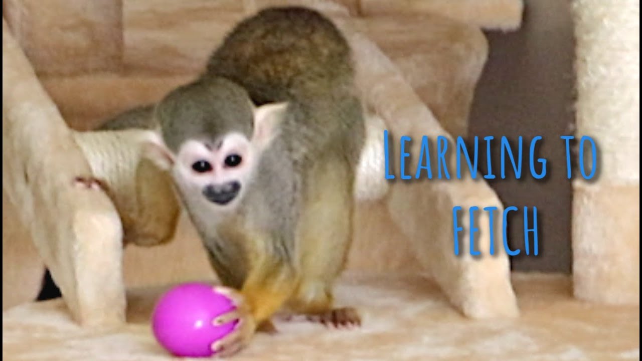 Baby Monkey Learning to Fetch (Training) - YouTube