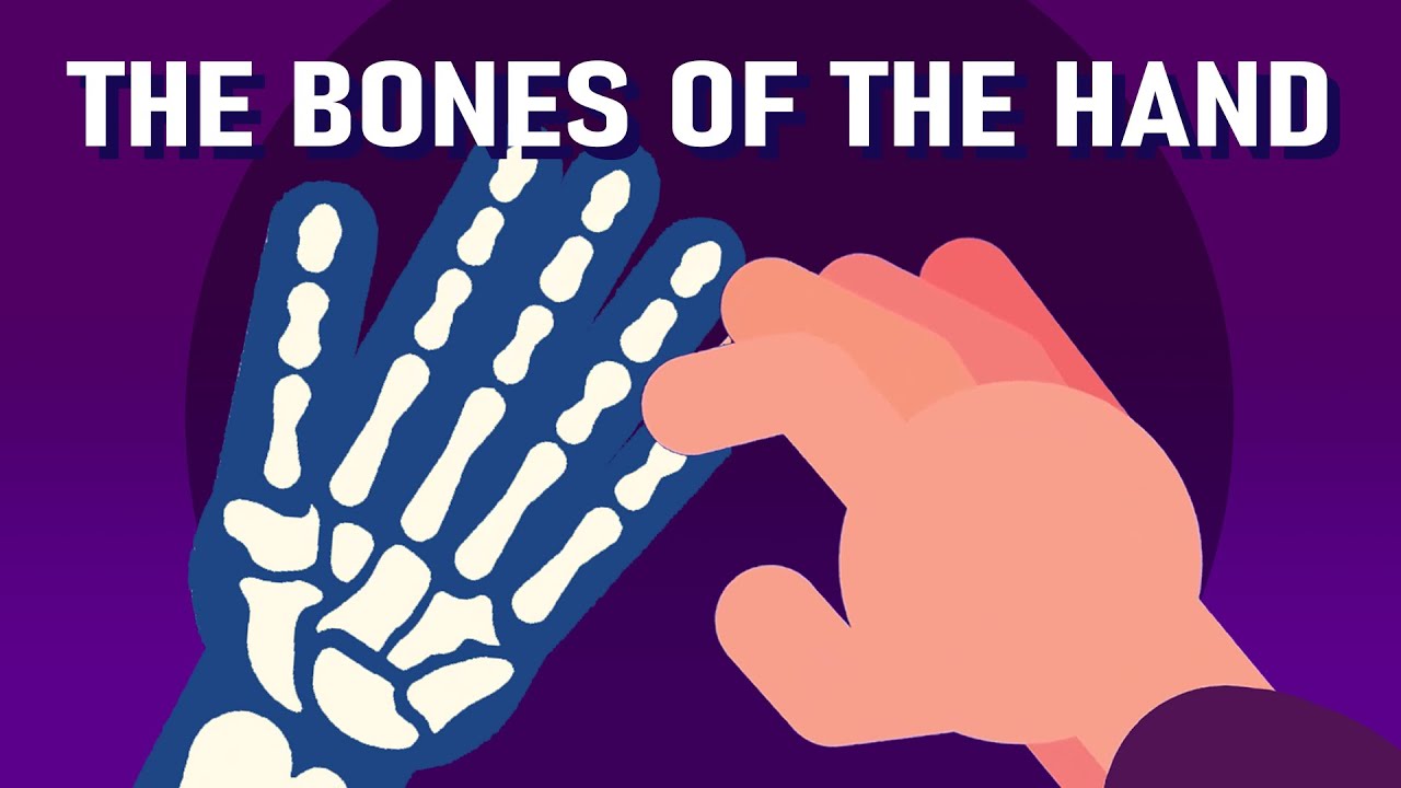 Your Hand Made Up of 27 Bones - YouTube