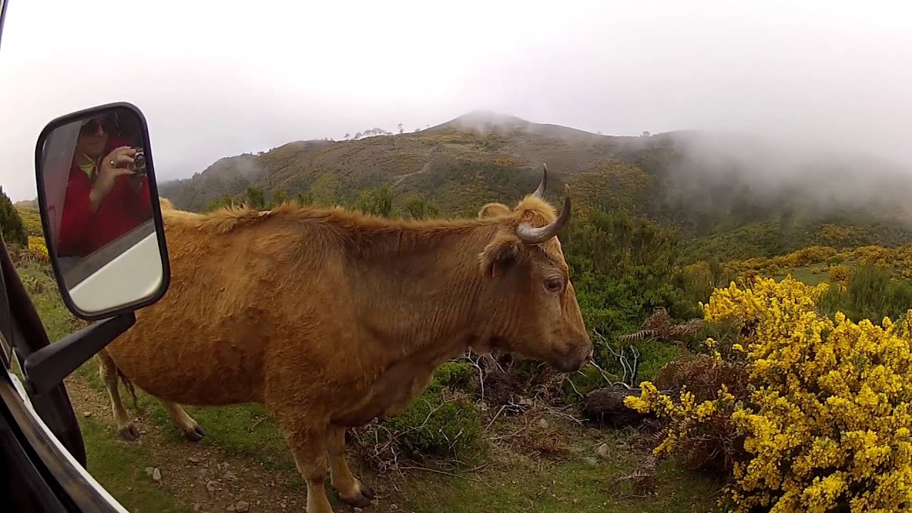 Volta Ilha da Madeira em Land Rover - YouTube