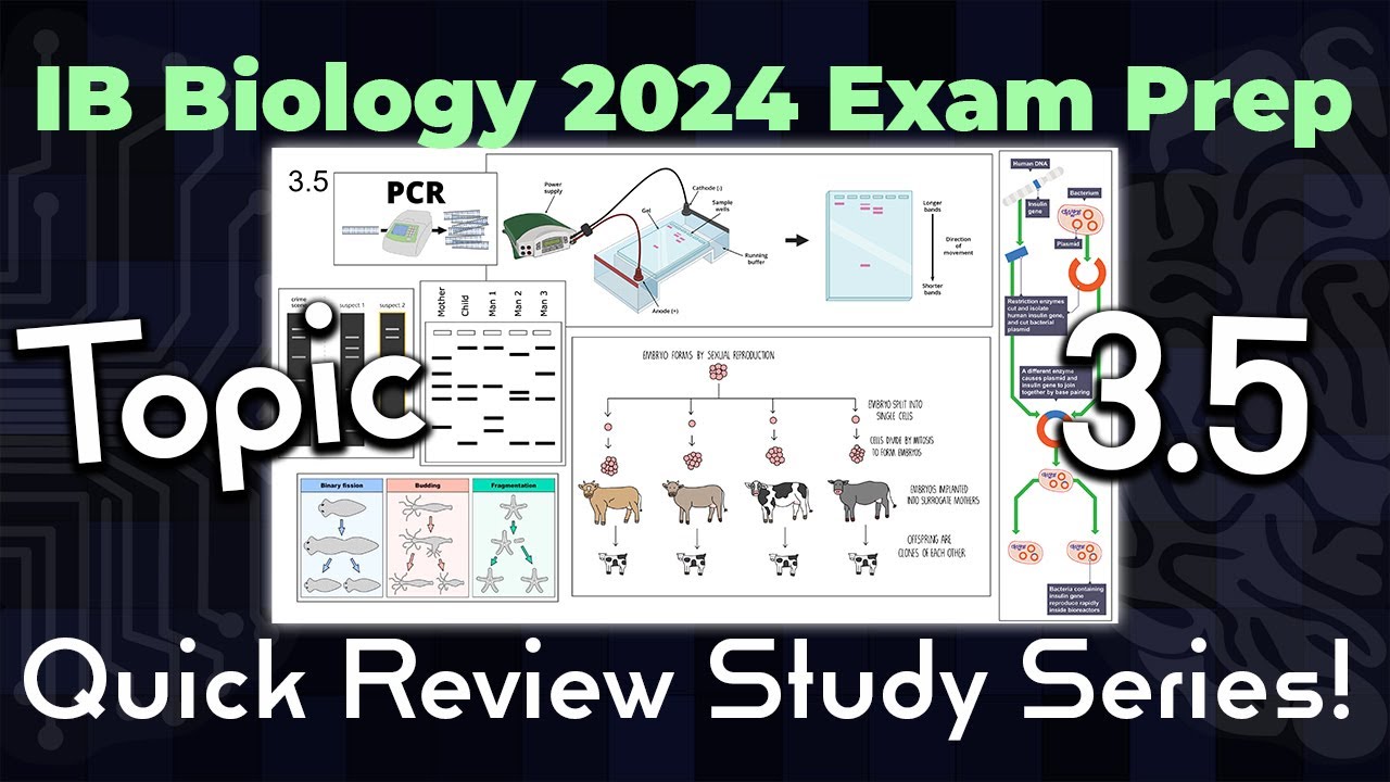 IB Bio 2024 QUICK REVIEW - Topic 3.5: Genetic Modification and ...