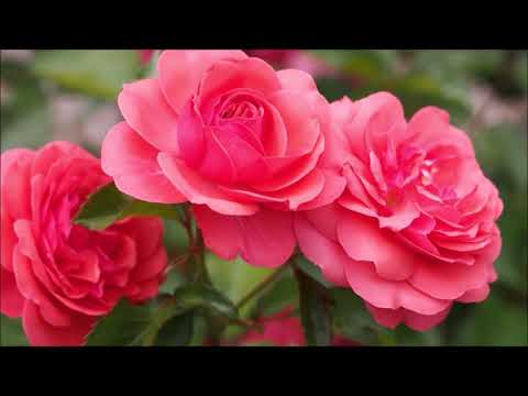 BEHİYE AKSOY    Gölgesinde mevsimler   HİCAZ