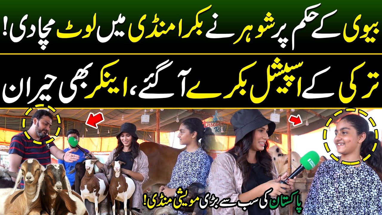 Pakistan's Biggest Bakra Mandi in Lahore | Turkish Goats | Cattle ...