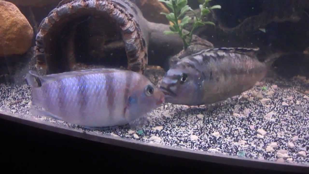 Blue Johanni vs Female African Kenyi - YouTube