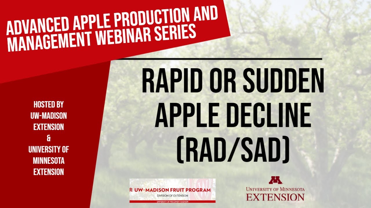Rapid or Sudden Apple Decline (RAD/SAD) - YouTube