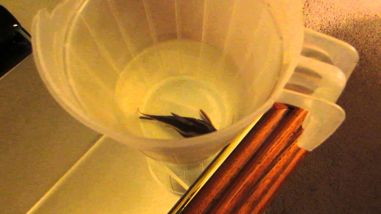 A Raphael Talking Catfish (Talking ). - YouTube