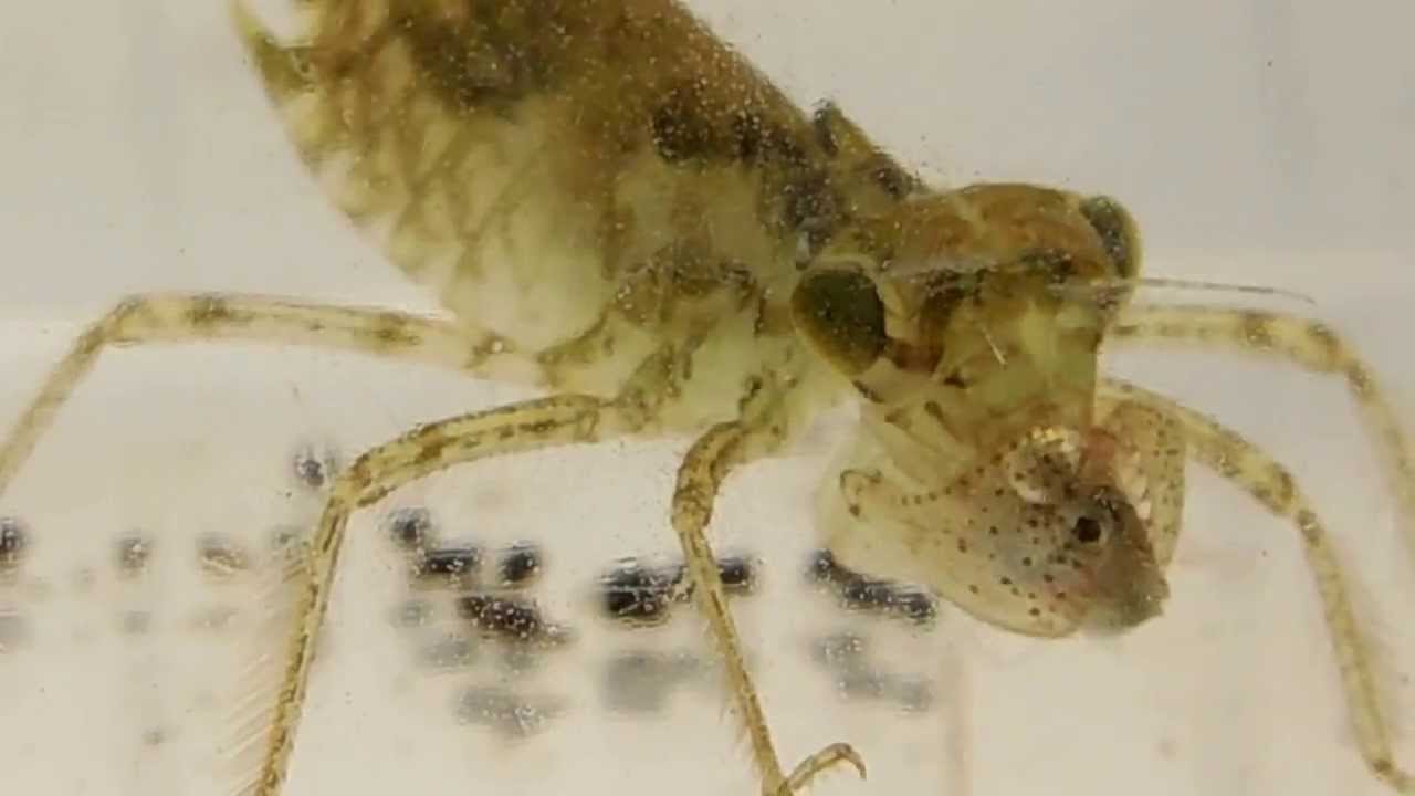 Tramea lacerata (Dragonfly Nymph) feeding on a small Gambusia. - YouTube