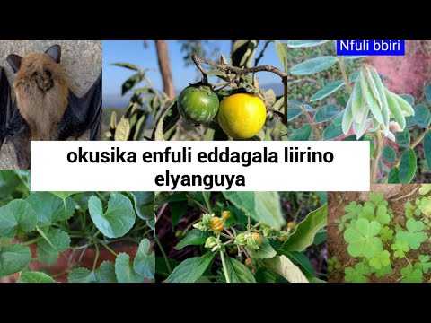 Eddagala elyanguya okusika enfuli empanvu ate nga ngazi bulungi tosubwa ...