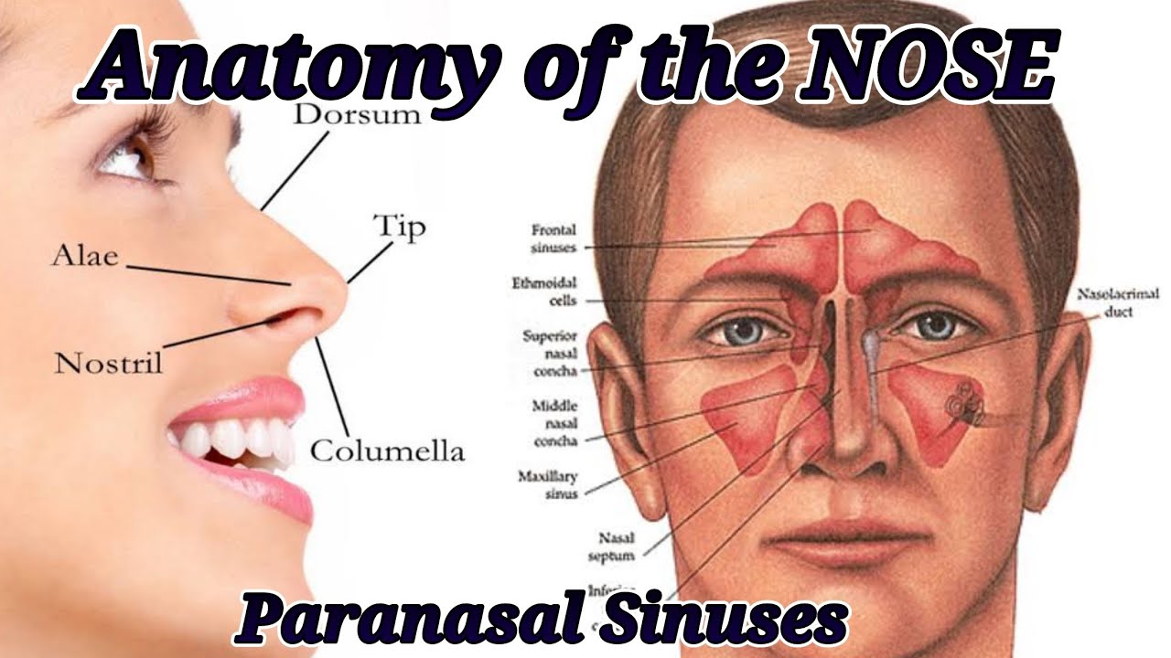 Lateral Wall Of The Nose | Anatomy : Nose & Paranasal Sinuses | Notes ...