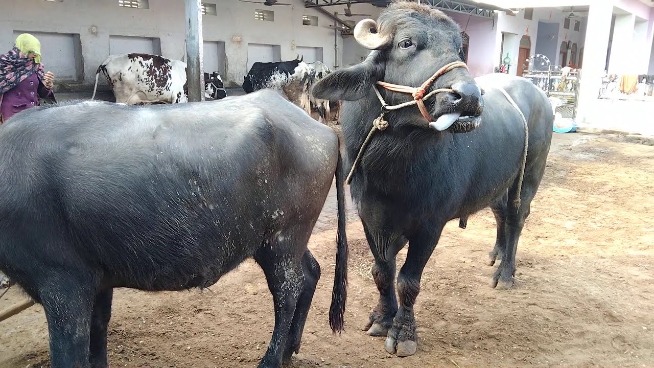 buffalo fantastic meeting new style 2020 chote bache ke sath bacche ko ...