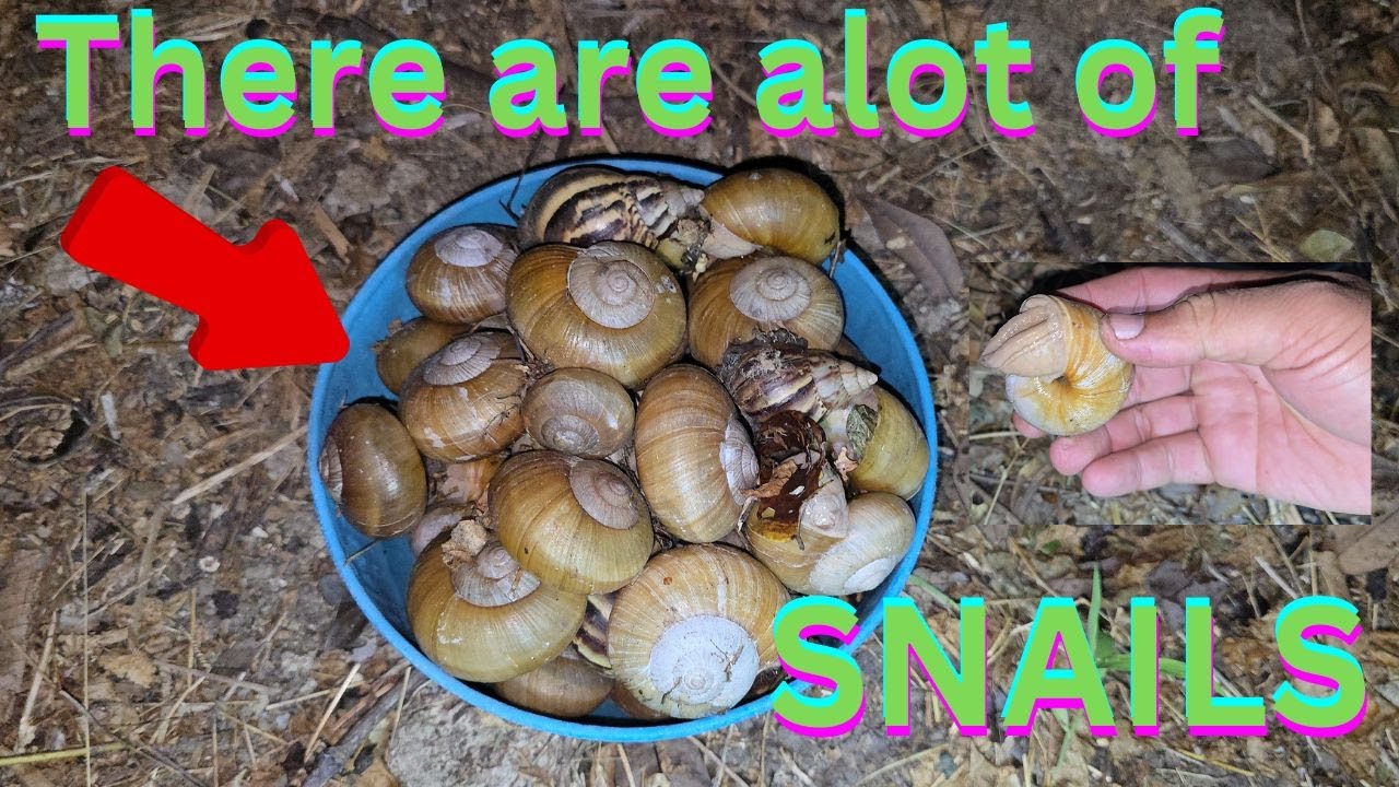 There are a lot of snails for make some food #snailhunter #snail # ...