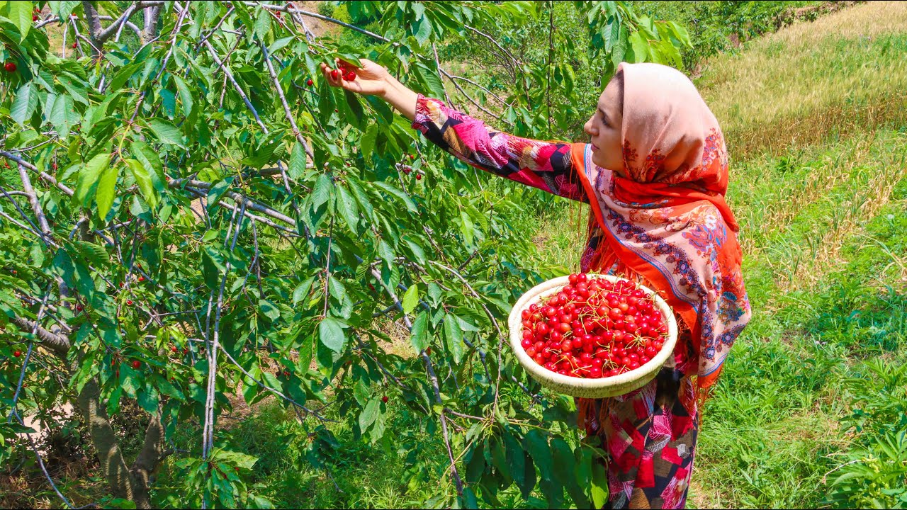 Iran Mountain Village Life _ Harvesting fresh Cherries and Preserve for ...