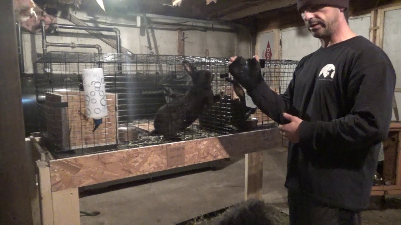 Raising Meat on the Homestead - YouTube
