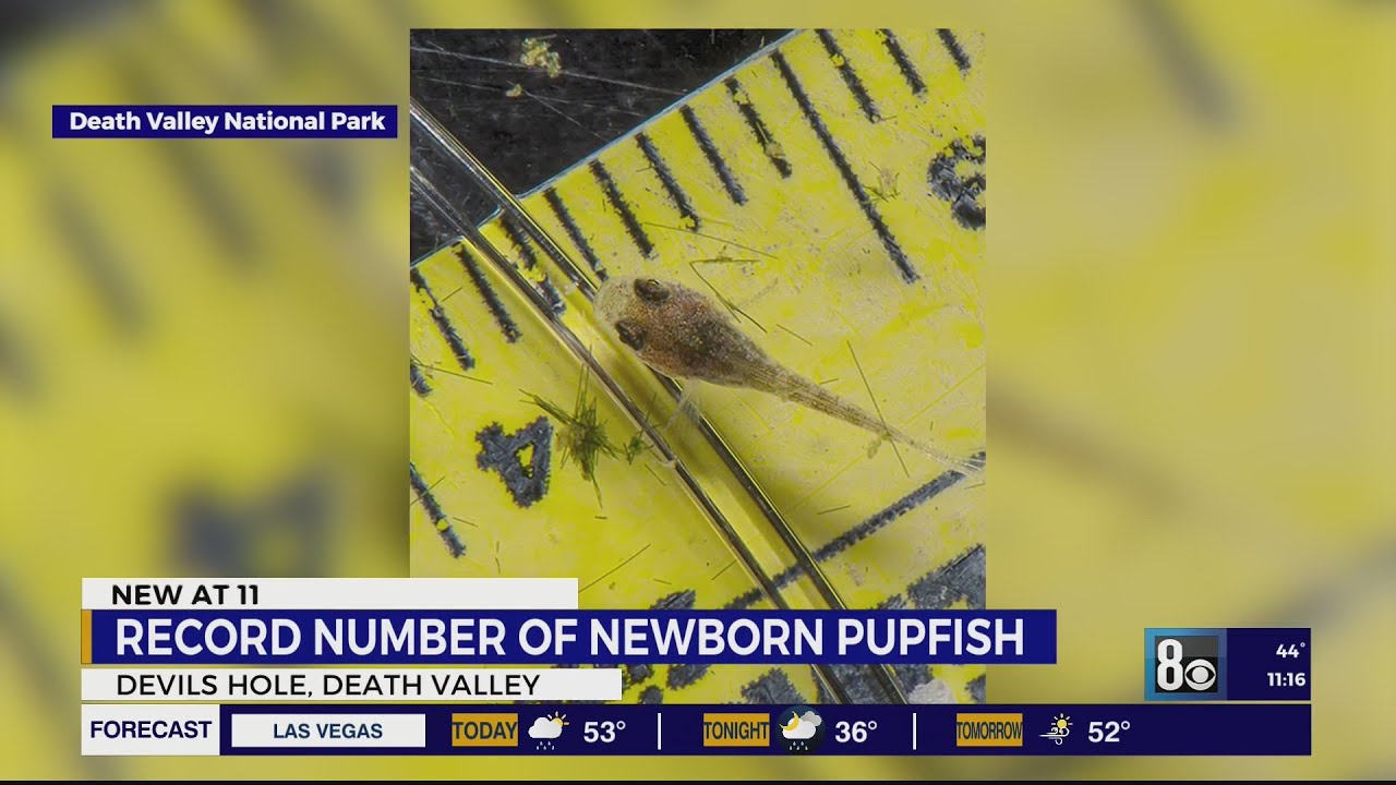 Record number of newborn Devils Hole endangered pupfish - YouTube