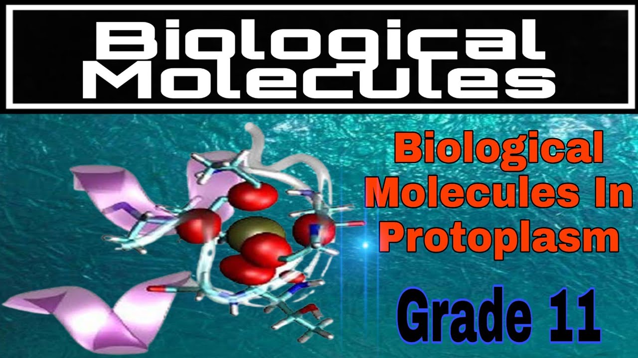 Biological Molecules In Protoplasm | Biological Molecules | Online ...