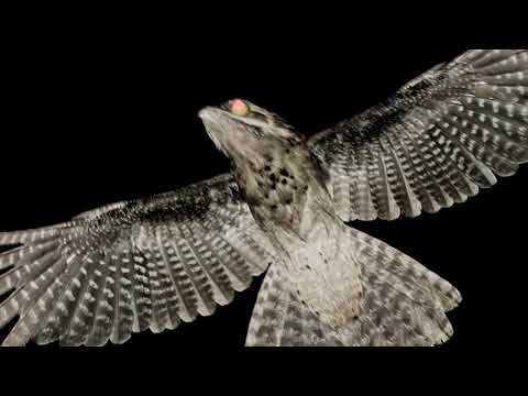 O Canto do Urutau - YouTube