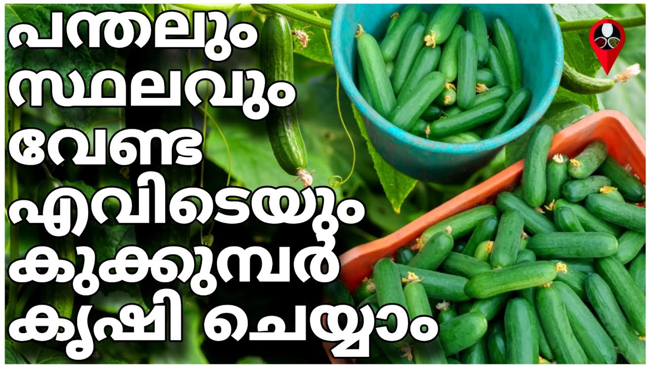 ഇനി എല്ലാവർക്കും എപ്പോഴും കുക്കുമ്പർ കൃഷി ചെയ്യാം | Cucumber ...