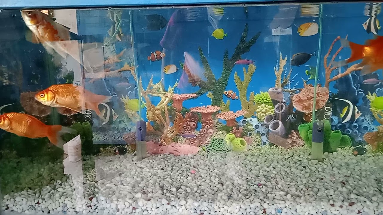 The Fish Video - YouTube