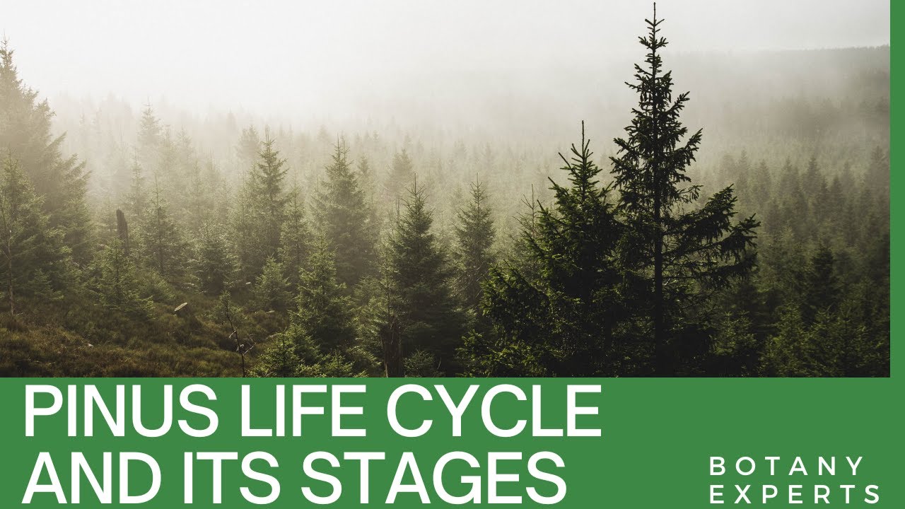 Pinus Life Cycle and Its Stages - YouTube